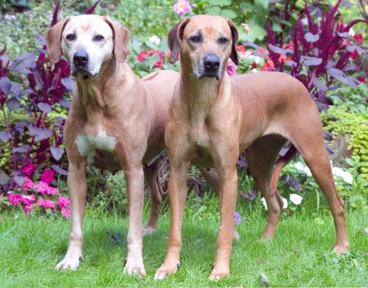 Diamondridge Royal Gold